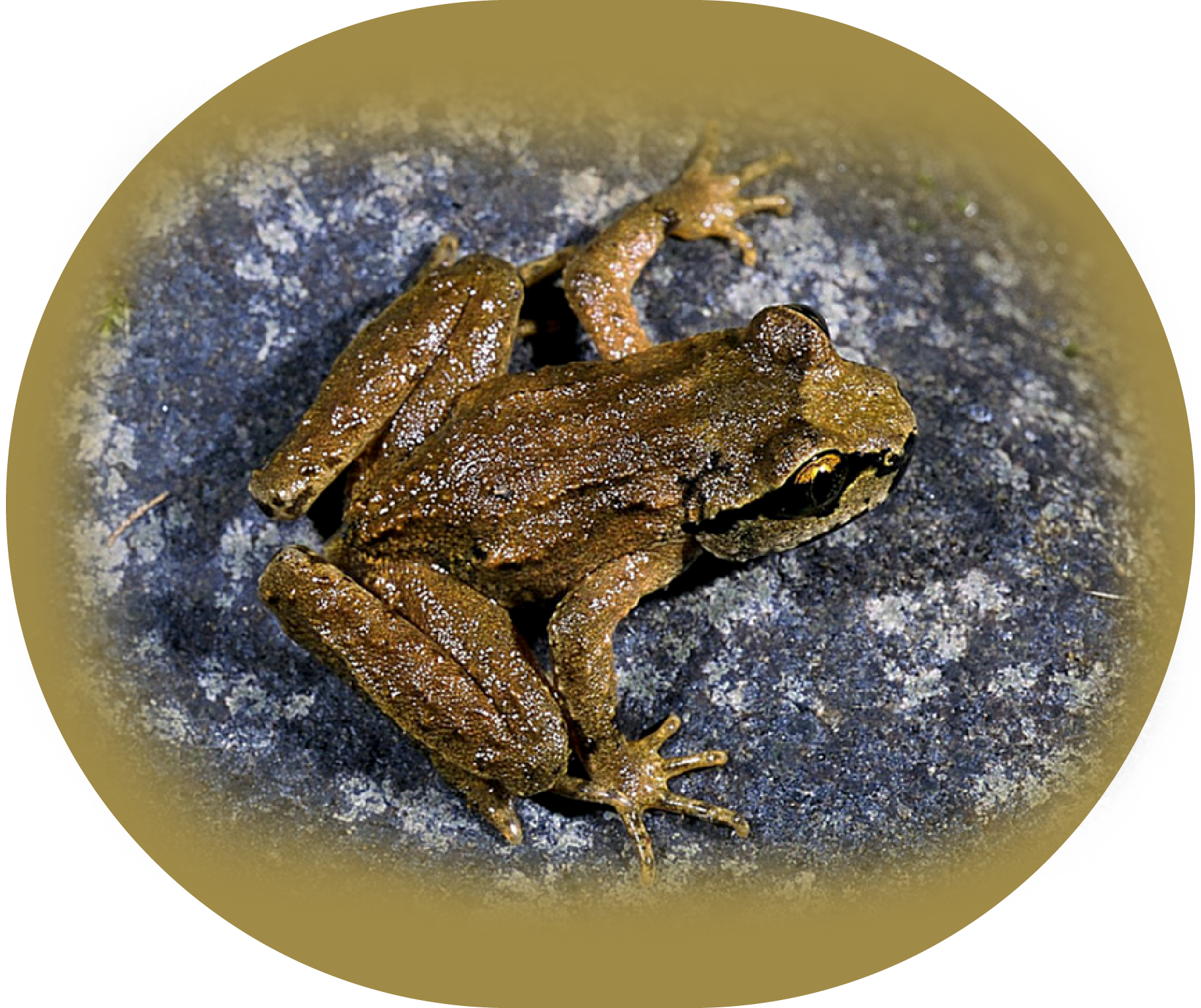 Frogs Species Frogs Species